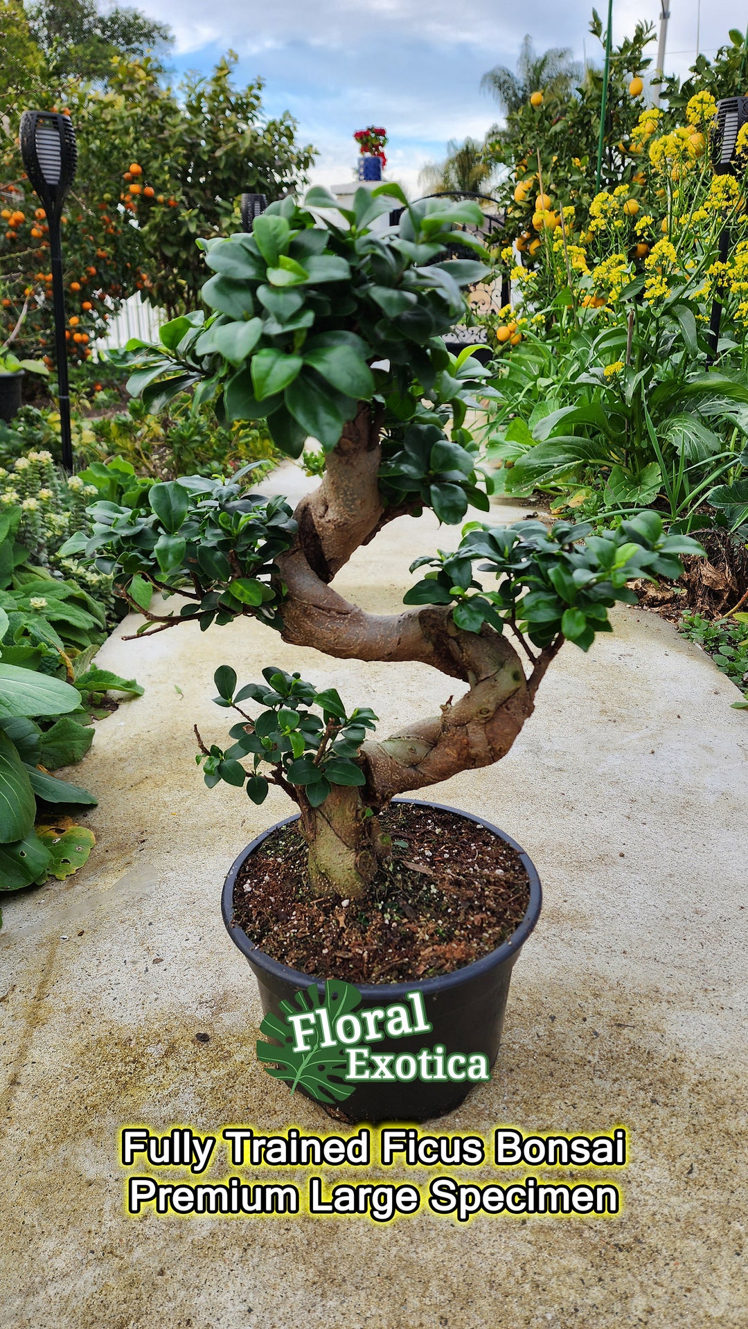 Fully Trained Premium Ficus Bonsai 10 Year Old Specimen - Etsy