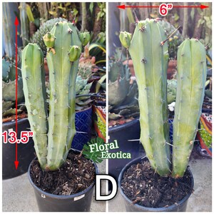 Blue Myrtle-bilberry Cactus Blueboys Myrtillocactus Geometrizans ...