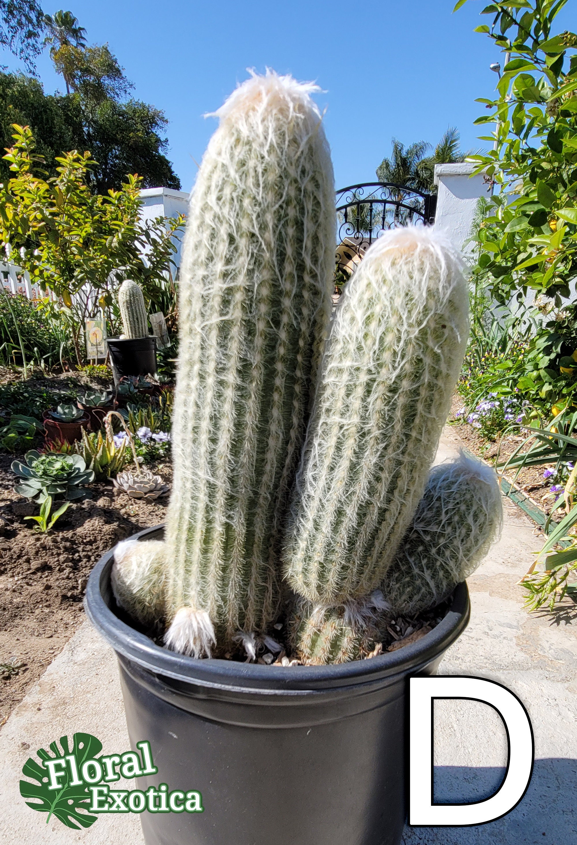 Endangered Cactus Star Flower