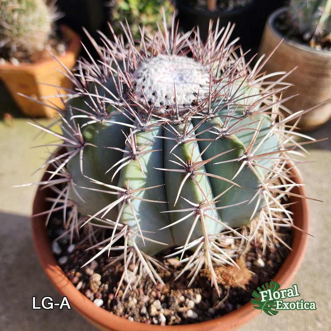 Melo Cactus Azures - Blue Melo - Turk's Cap Cactus - Cap Forming ...