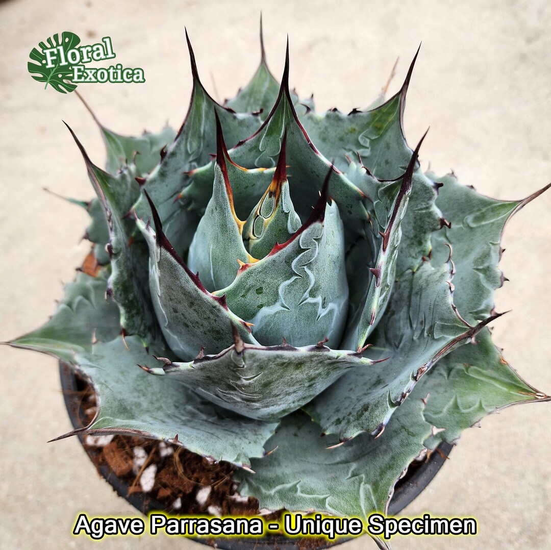 Agave Parrasana 'globe' Exact Specimen Premium - Etsy