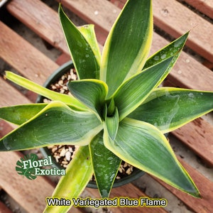 White Variegated Agave Blue Flame - Rare Agave - Etsy