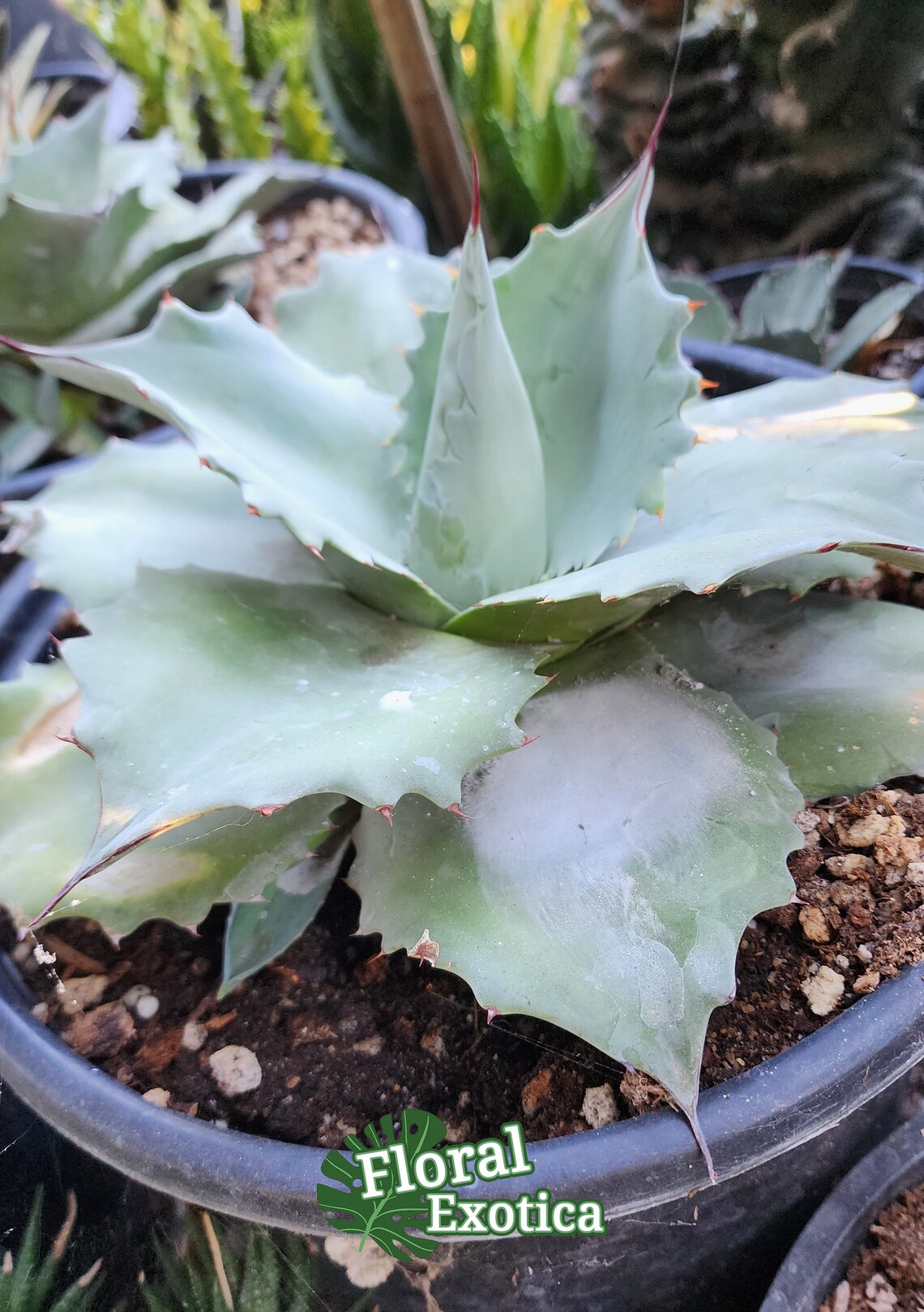 Dwarf Form Agave Ovatifolia - Whale's Tongue Agave - アガベ・オヴァティフォリア 小型品種 ...