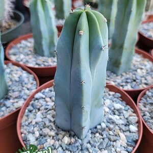 Blue Myrtle-bilberry Cactus Blueboys Myrtillocactus - Etsy