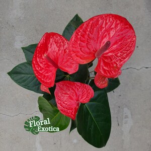 Anthurium Impulz: Full Red Novelty Anthurium - 6 Inch Pot - Etsy