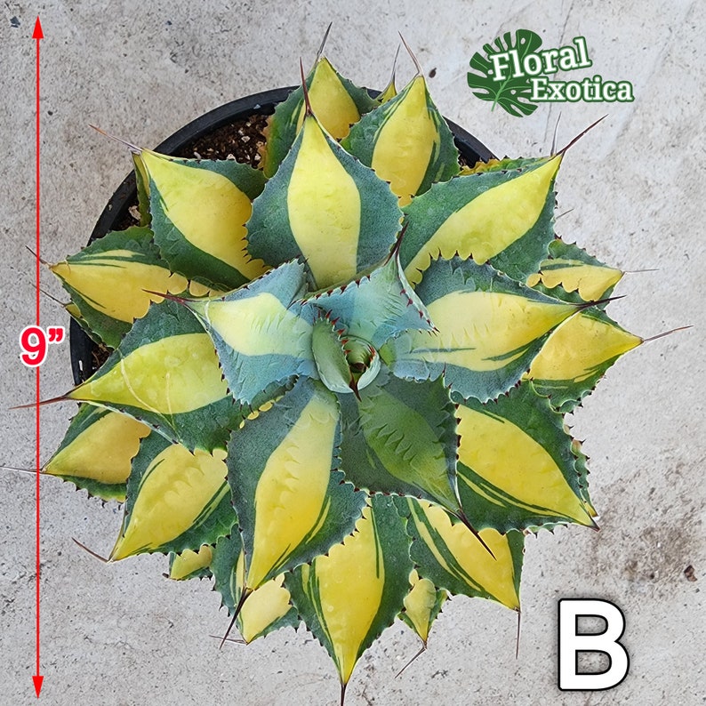 Agave Isthmensis "rum Runner" - アガベ ポタトラム 山宅雷神 極上錦/黄中斑 - 龍舌蘭専門店 ...