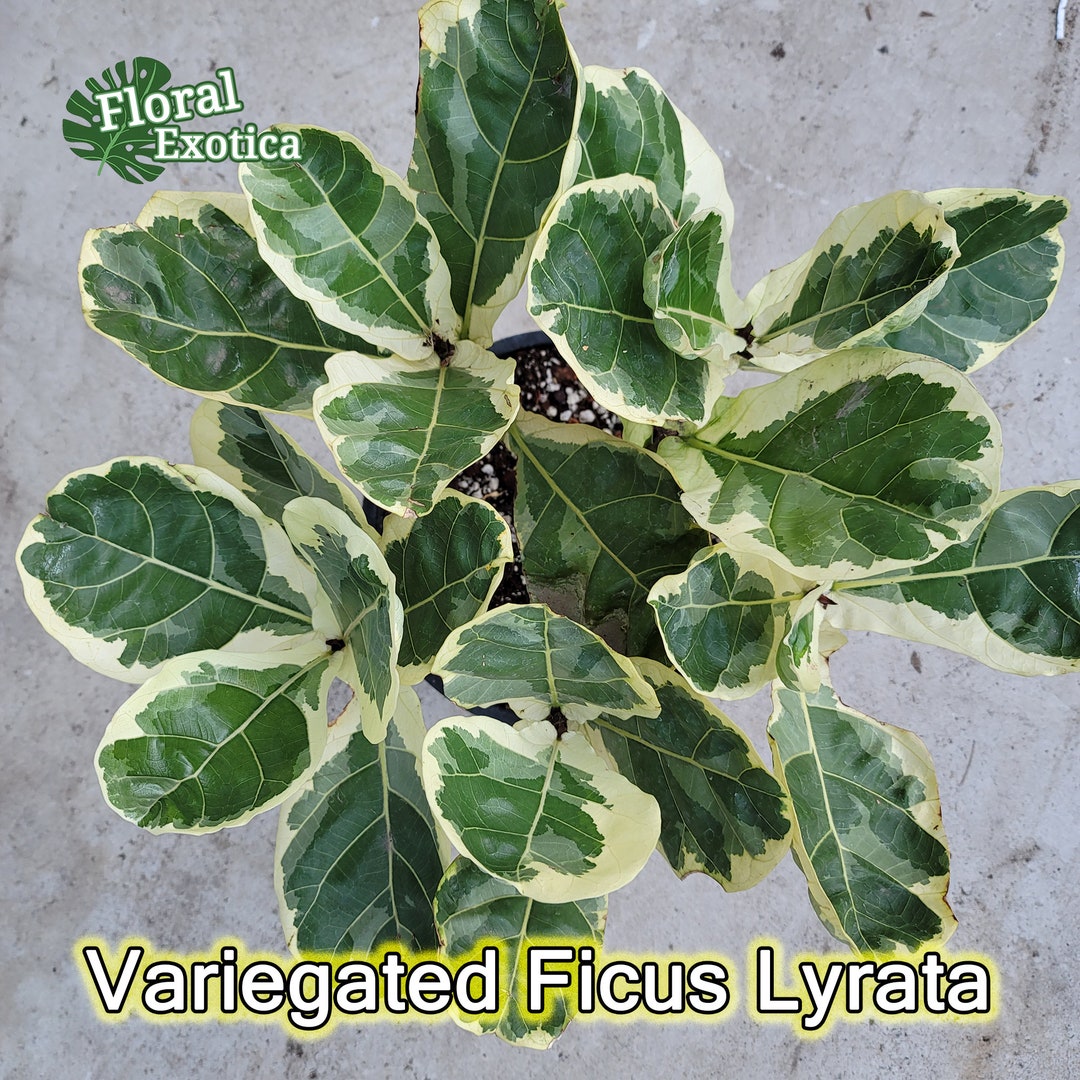 Variegated Ficus Lyrata - Stunning Broad Variegated Fiddle Leave Ficus ...
