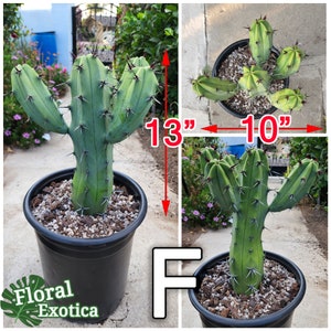 Blue Myrtle-bilberry Cactus Blueboys Myrtillocactus Geometrizans ...