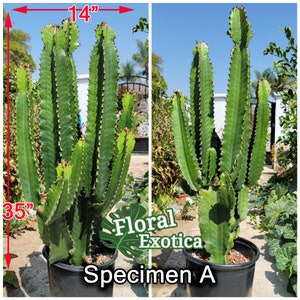 Euphorbia Chocolate Drop Cactus - African Candelabra - Etsy