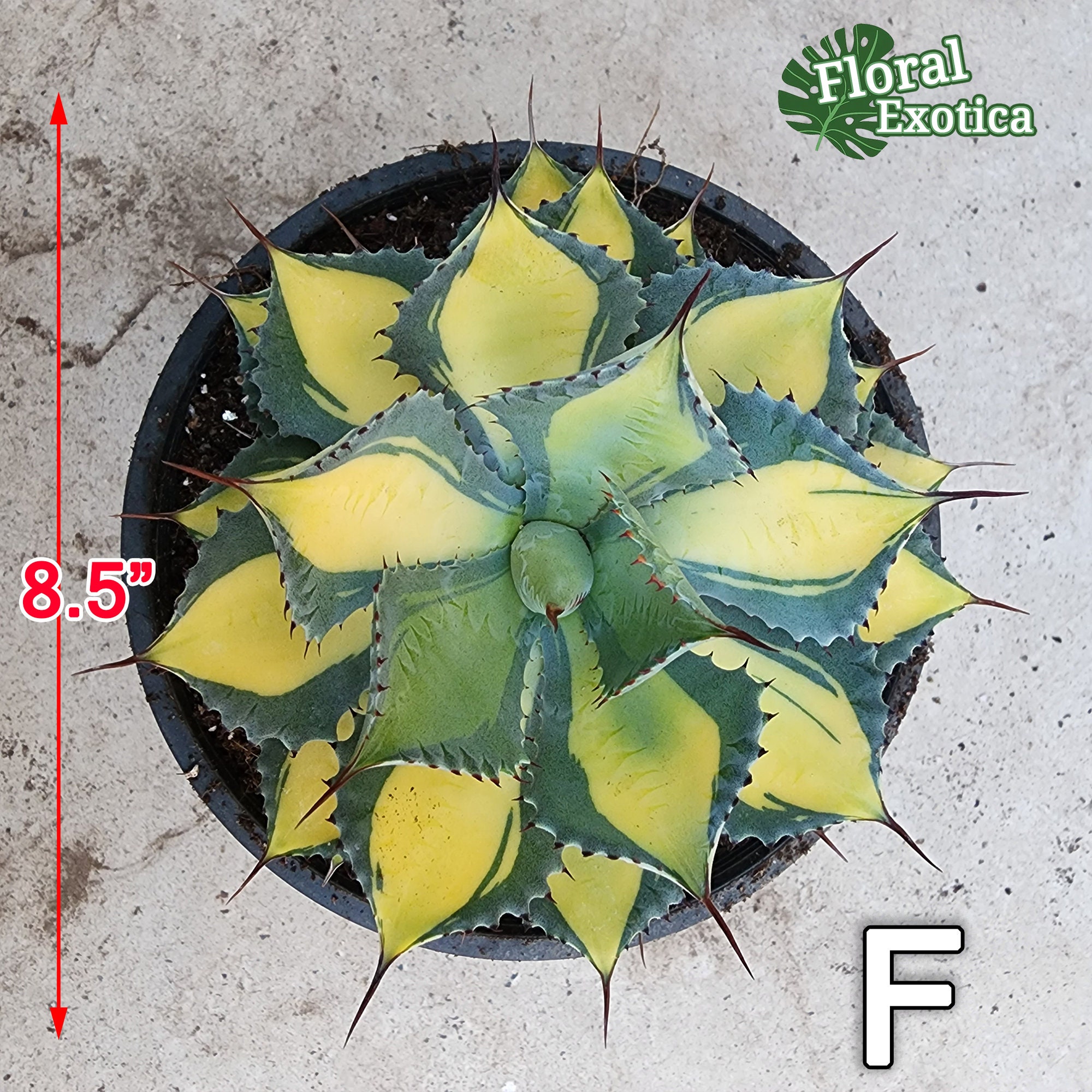 Agave Isthmensis "rum Runner" - アガベ ポタトラム 山宅雷神 極上錦/黄中斑 - 龍舌蘭専門店 ...
