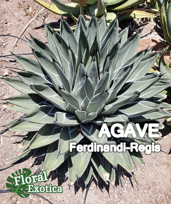 Agave Ferdinandi-regis Agave Nickelsiae King of Agaves - Etsy