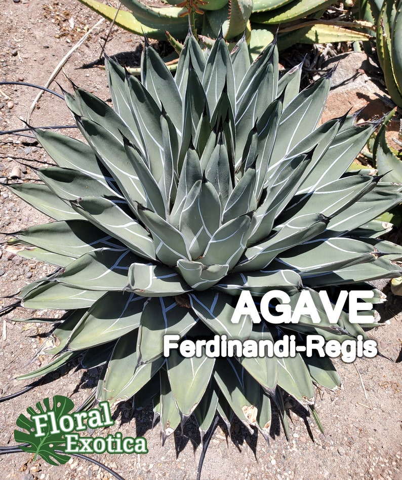 Agave Ferdinandi-regis - Agave Nickelsiae - King of Agaves - Triangular ...