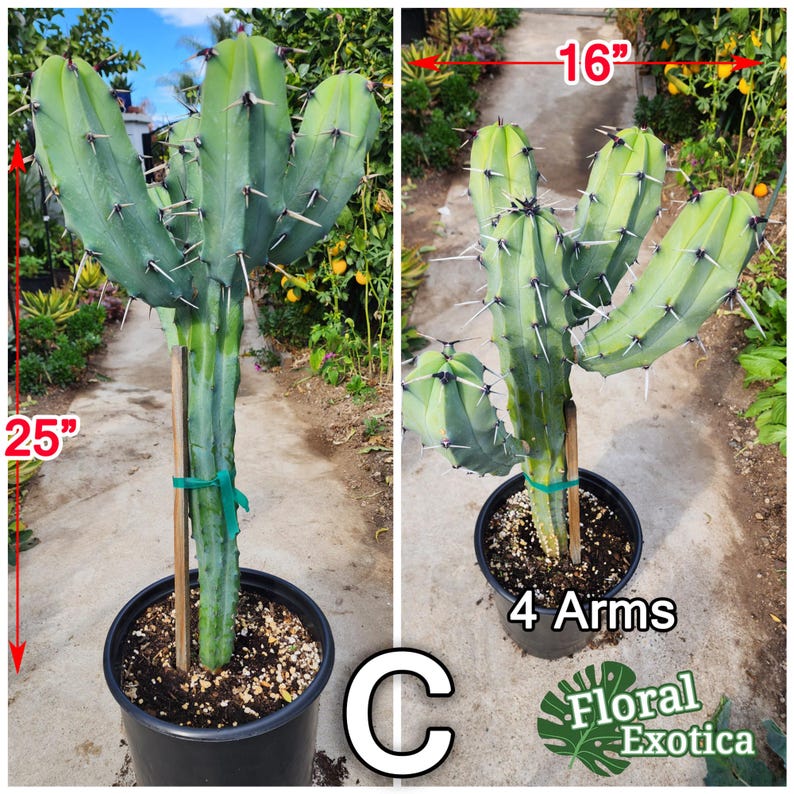 Large Blue Myrtle Cactus (myrtillocactus Geometrizans) - Garambullo - Etsy