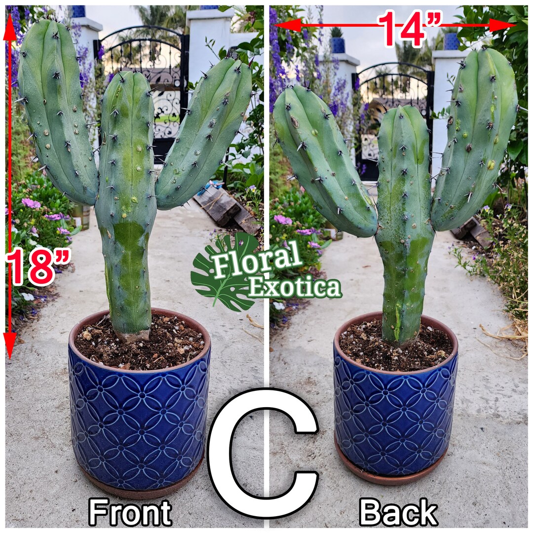 Blue Myrtle-bilberry Cactus Blueboys Myrtillocactus - Etsy