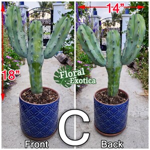 Blue Myrtle-bilberry Cactus Blueboys Myrtillocactus Geometrizans ...