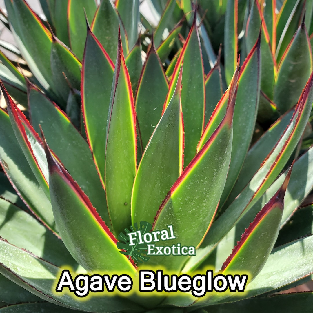 Blue Glow Agave - Classical Agave - Etsy