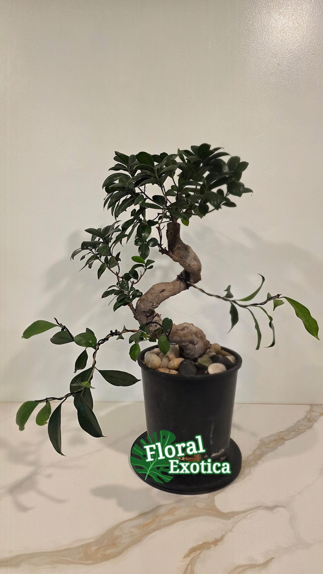 Fully Trained Premium Ficus Bonsai 10+ Year Old Specimen - Ficus Retusa ...