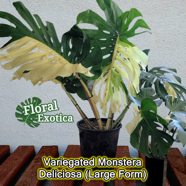 Variegated Monstera Plant - Etsy