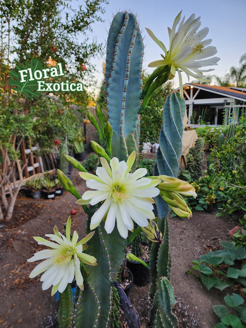 Large Cereus Peruvian Spiralis Cactus – Majestic Columnar Specimen ...