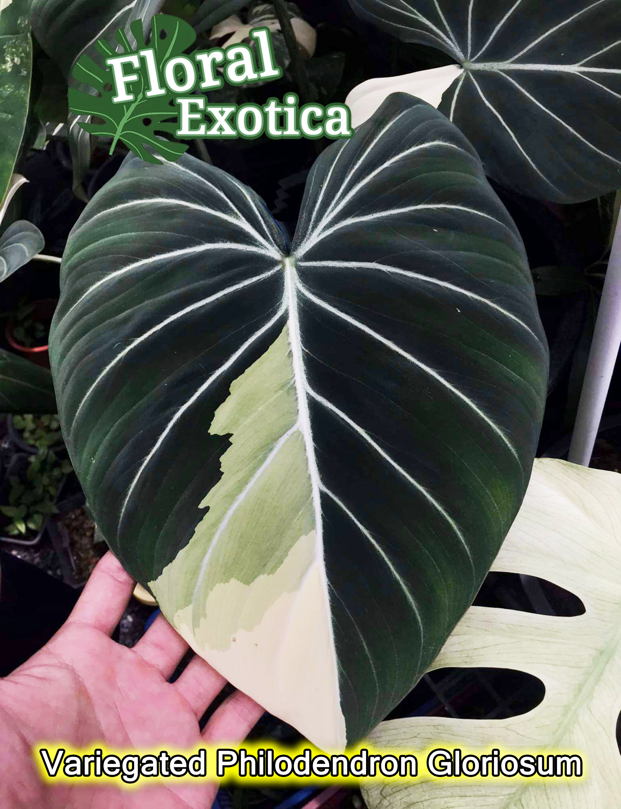 Variegated Philodendron Gloriosum High Profile RARE - Etsy