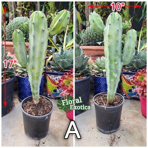 Blue Myrtle-bilberry Cactus Blueboys Myrtillocactus Geometrizans ...