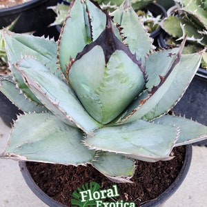 Titanota "rancho Tambor"- チタノタ ランチョタンバー - 藍皮嚴龍 - 希少植物 - Rare Specimen ...