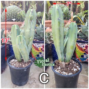 Blue Myrtle-bilberry Cactus Blueboys Myrtillocactus Geometrizans ...