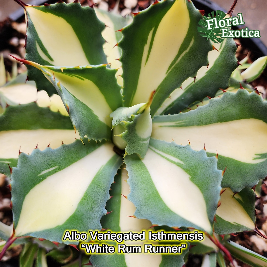 Albo Variegated Agave Isthmensis "white Rum Runner" - アガベ ポタトラム 山宅雷神 極上 ...