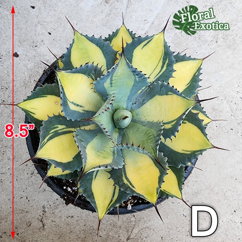 Agave Isthmensis "rum Runner" - アガベ ポタトラム 山宅雷神 極上錦/黄中斑 - 龍舌蘭専門店 ...