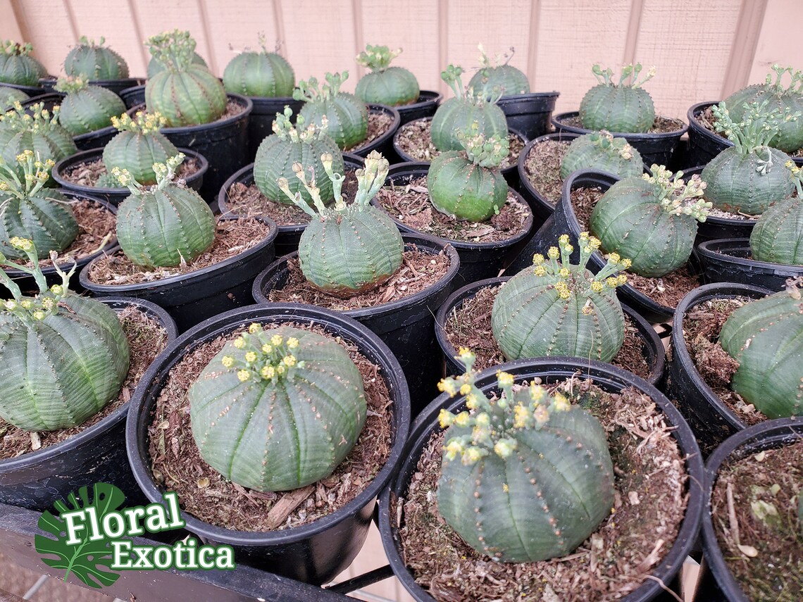 Ornamental Euphorbia Euphorbia Obesa Ball Cactus - Etsy