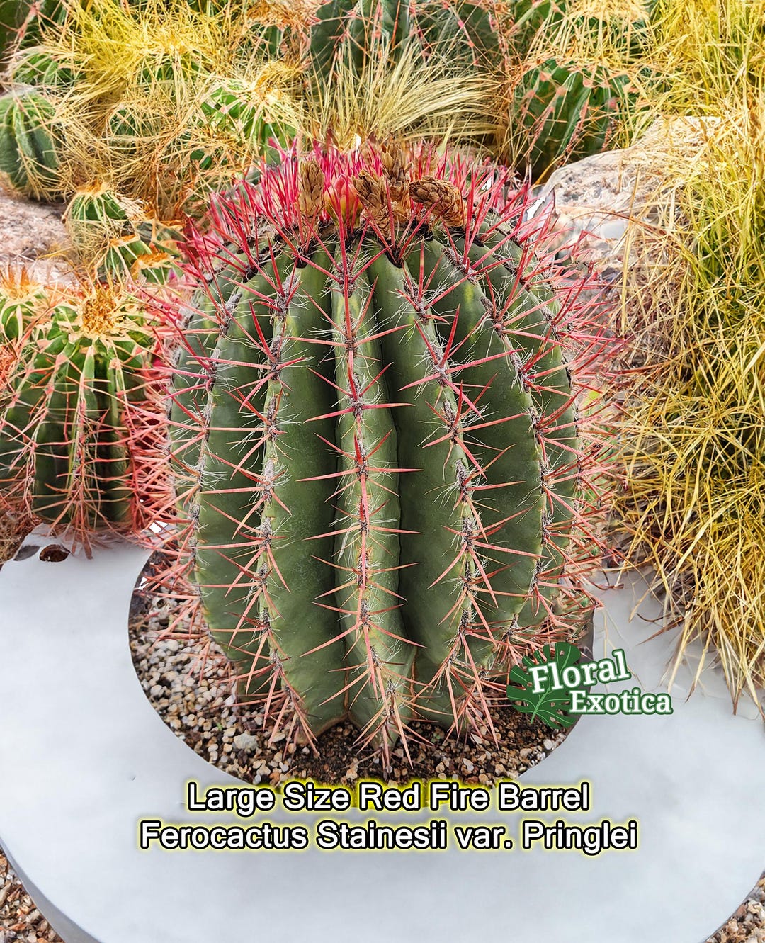 Mexican Red Fire Barrel Cactus - Ferocactus Stainesii - Collector ...