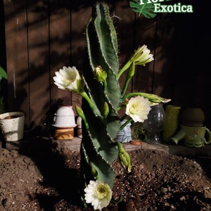 Large Cereus Peruvian 'Spiralis' Spiral Cactus | Etsy