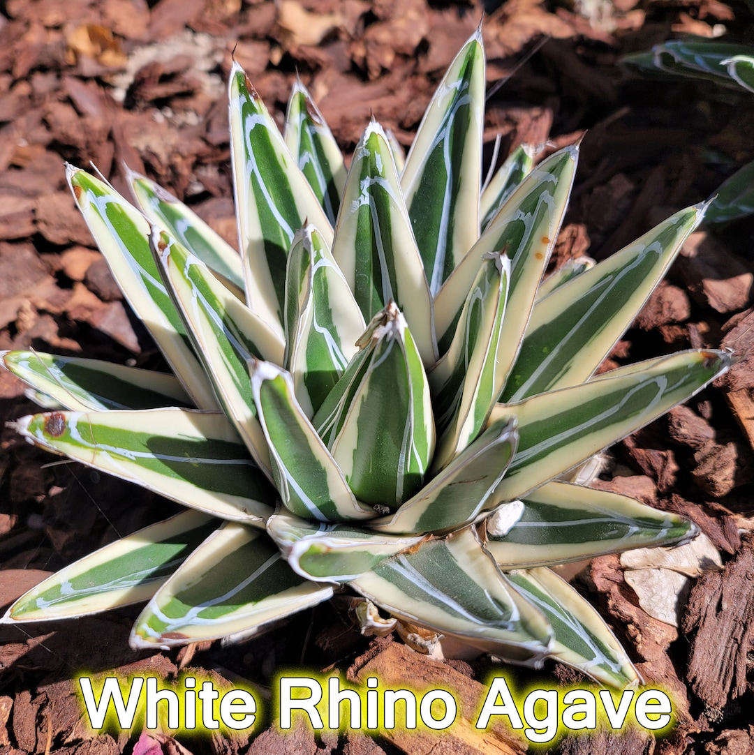 White Rhino Agave アガベ 冰山 龍舌蘭専門店 Specialty Agave Shop US Stock - Etsy Canada