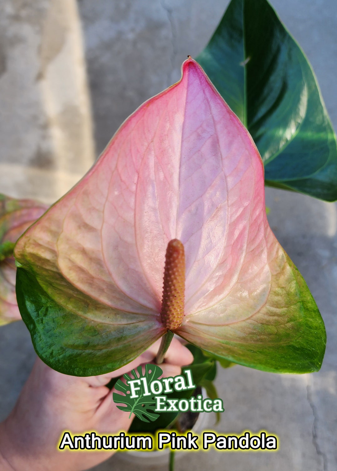 Anthurium Pandola Pink - Novelty Anthurium - Light Pink Bloom With ...