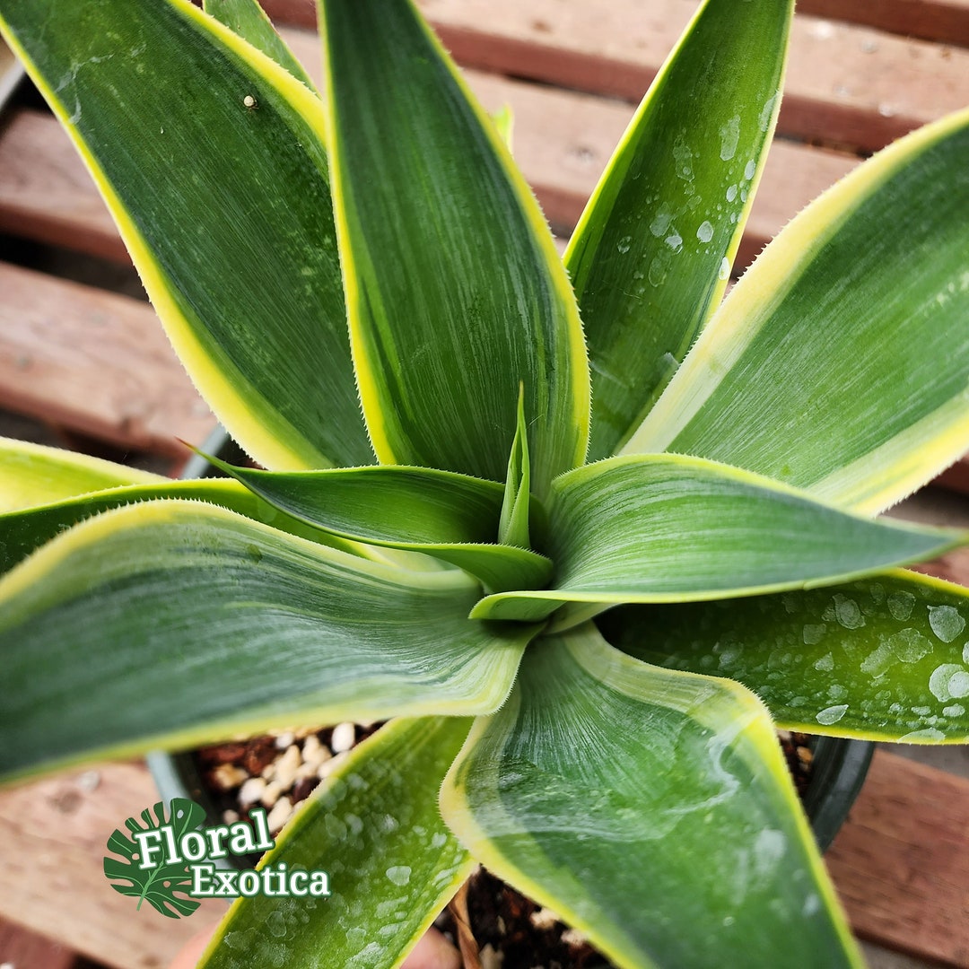 White Variegated Agave Blue Flame - Rare Agave - Etsy