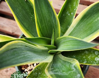 Agave Variegated Ovatifolia 'orca' Rare (EXACT PLANT) - Etsy Agave Variegated Ovatifolia 'orca' Rare (EXACT PLANT) - Etsy