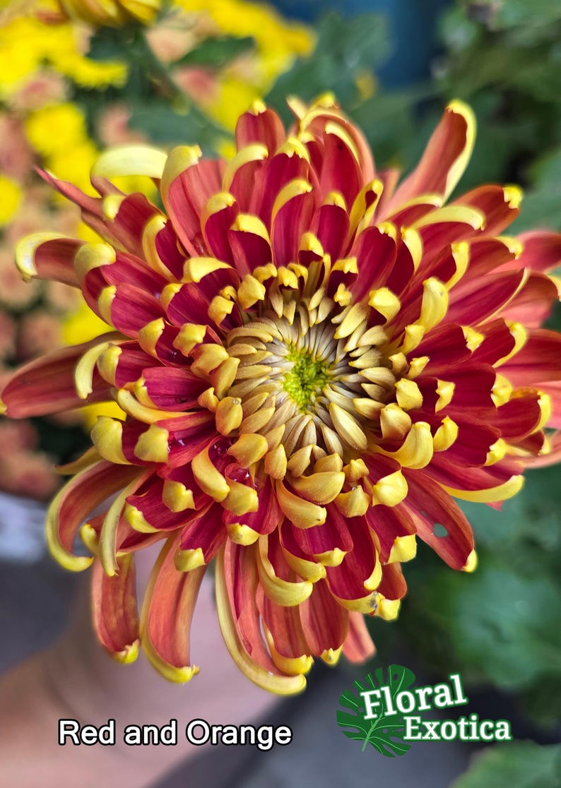 Show Chrysanthemum - Collector Mums - Starter Plant Collections - Etsy