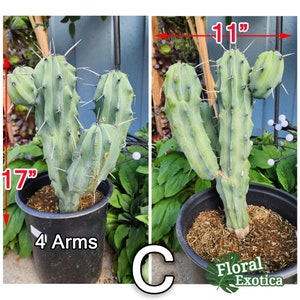 Blue Myrtle-bilberry Cactus Blueboys Myrtillocactus Geometrizans ...