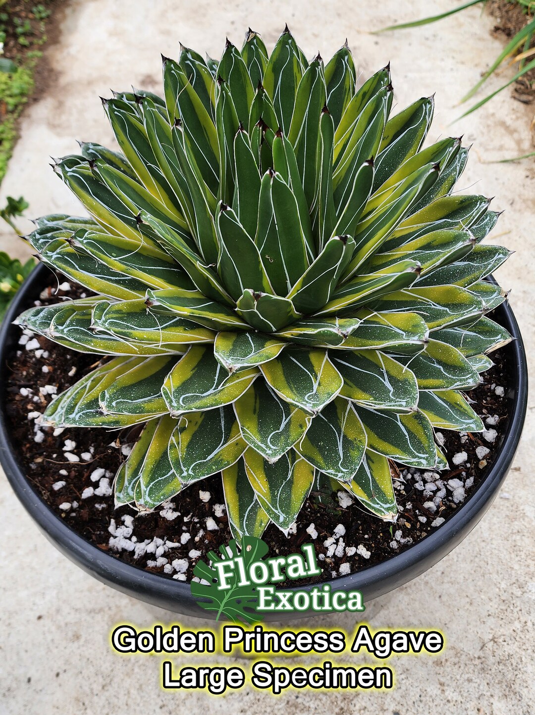 Golden Princess Agave Jumbo Specimen One Time Only Listing アガベ 龍舌蘭専門店 ...