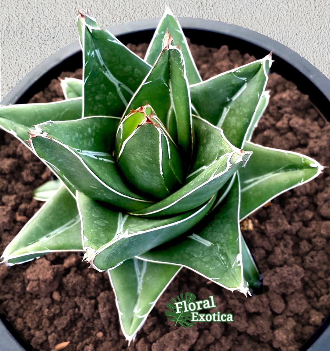 Queen Agave "super Wide" - アガベ - 龍舌蘭専門店 - Specialty Agave Shop - US ...