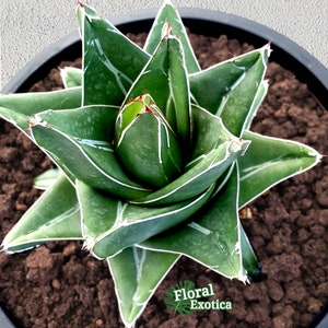 Variegated Ovatifolia Variegated Ovatifolia