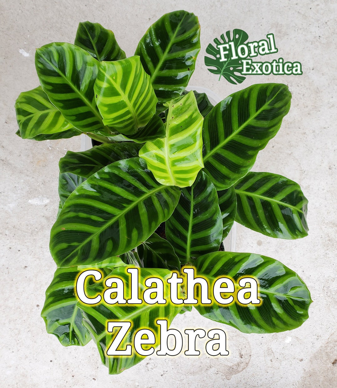 Calathea zebra Zebrina Striking Foliage for Tropical Lovers - Etsy