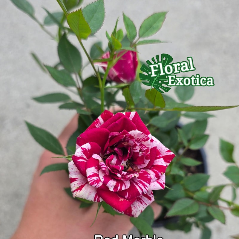 Mini Rose Plant Bush - Etsy
