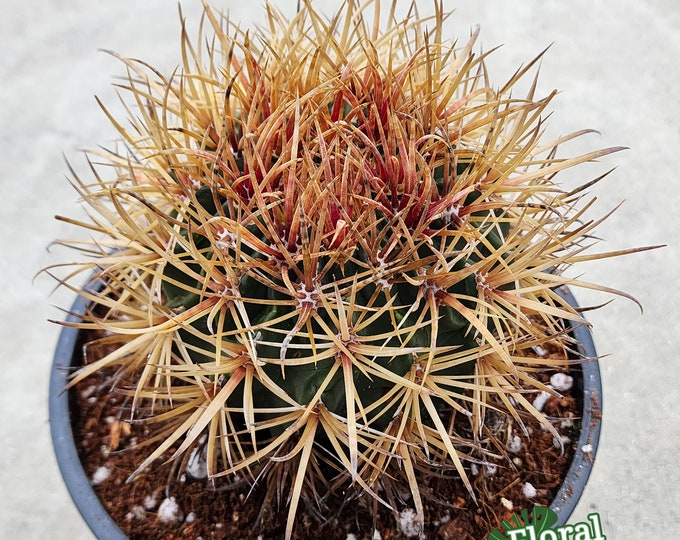 Purple Variegated Ferocactus Emoryi Covillei RARE Cactus - Etsy