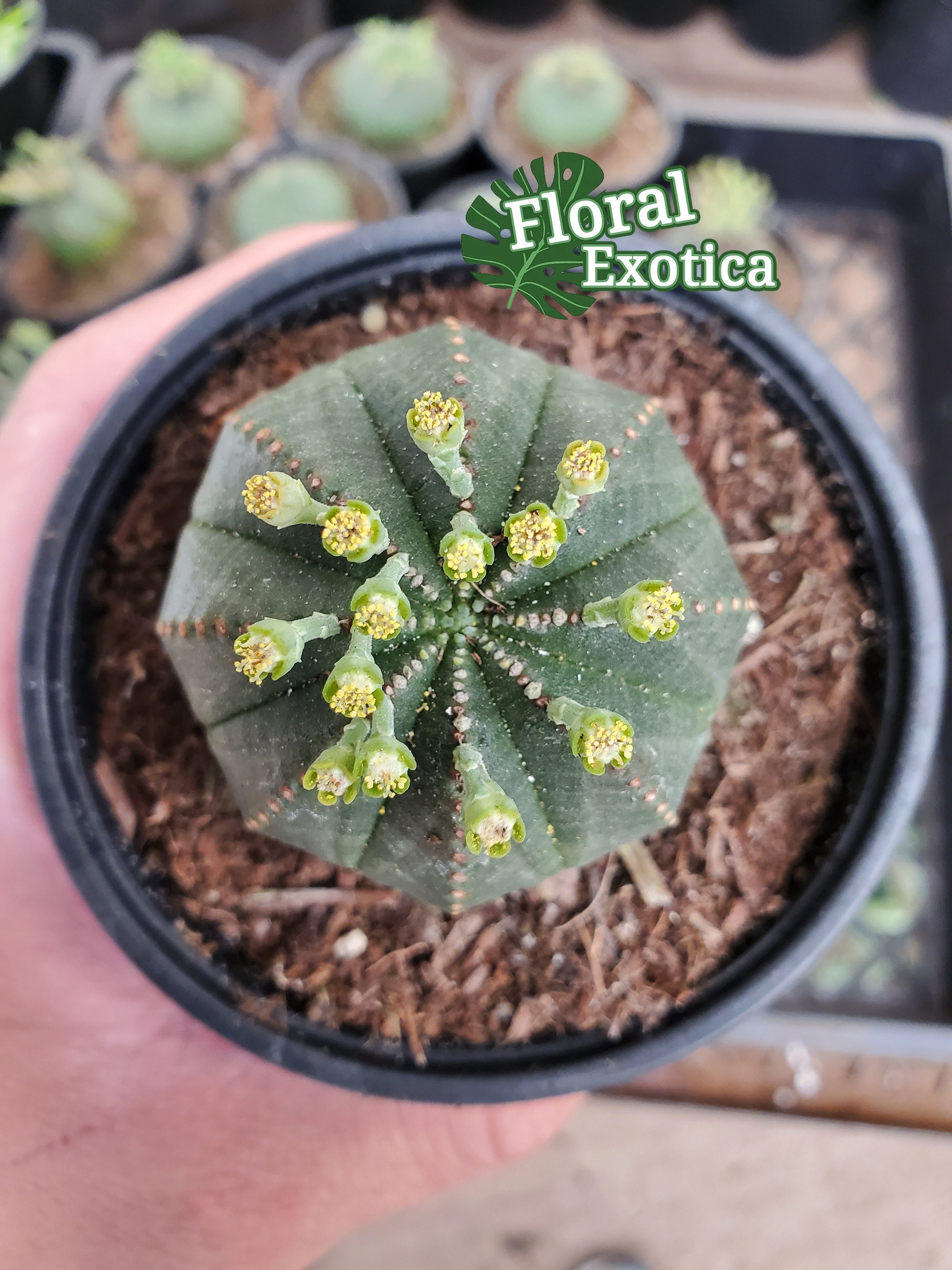 Ornamental Euphorbia Euphorbia Obesa Ball Cactus - Etsy