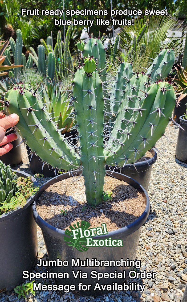 Large Blue Myrtle Cactus (myrtillocactus Geometrizans) - Garambullo - Etsy