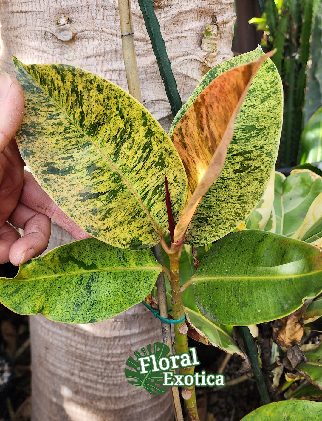 Ficus Elastica Schrijveriana Stunning Rare Lime Green Speckled Rubber ...