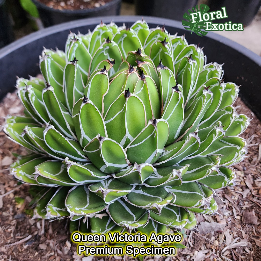Queen Agave - Premium Specimen - WYSIWYG - アガベ - 龍舌蘭専門店 - Specialty ...