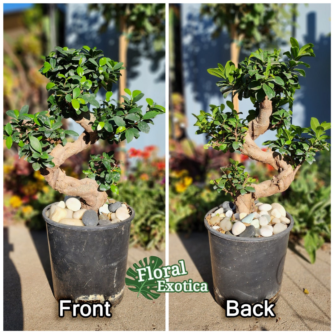 Fully Trained Premium Ficus Bonsai 10 Year Old Specimen - Etsy