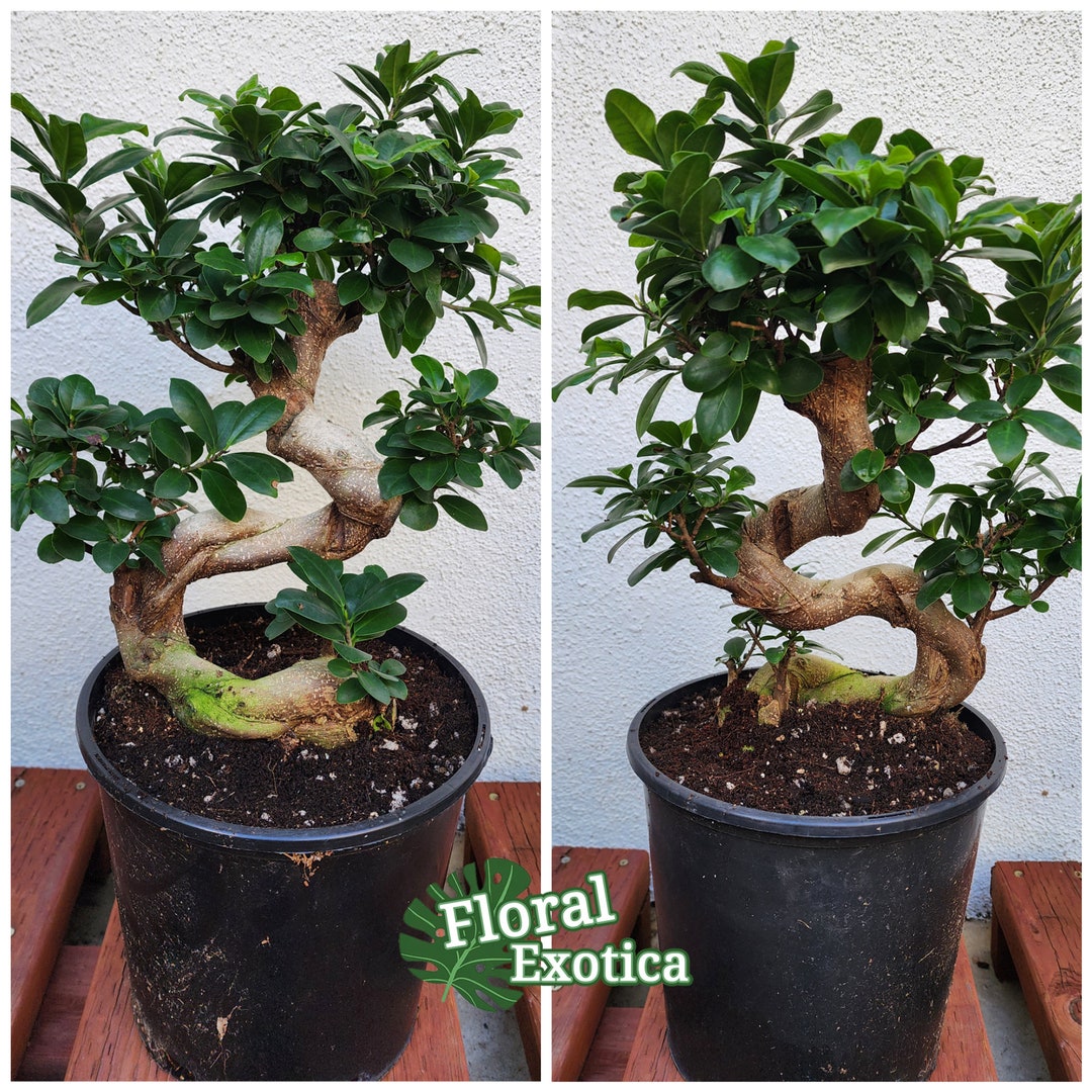 Fully Trained Premium Ficus Bonsai 10 Year Old Specimen Ficus Retusa ...